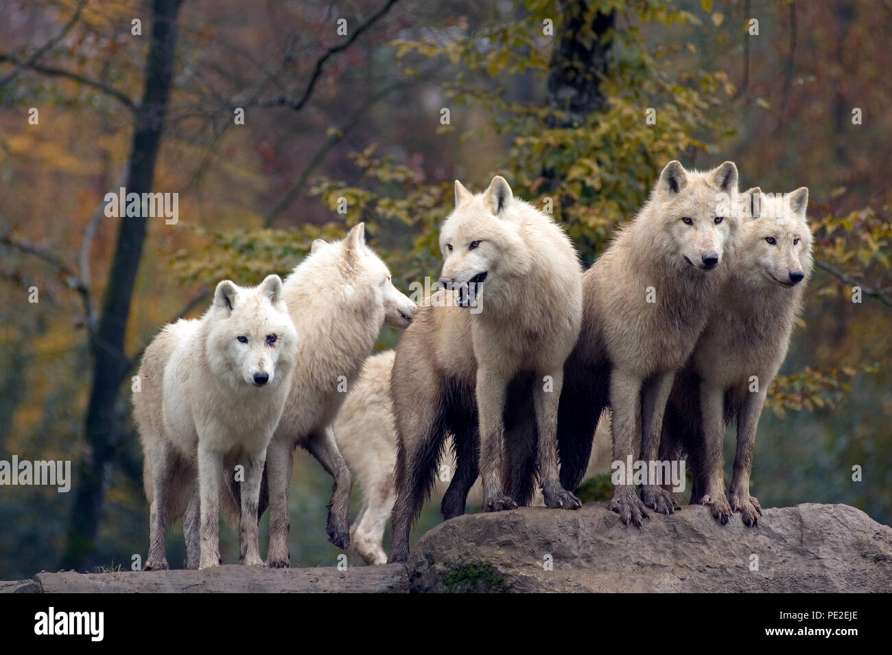 Arctic or Canadian Wolf (Canis lupus arctos Stock Photo - Alamy