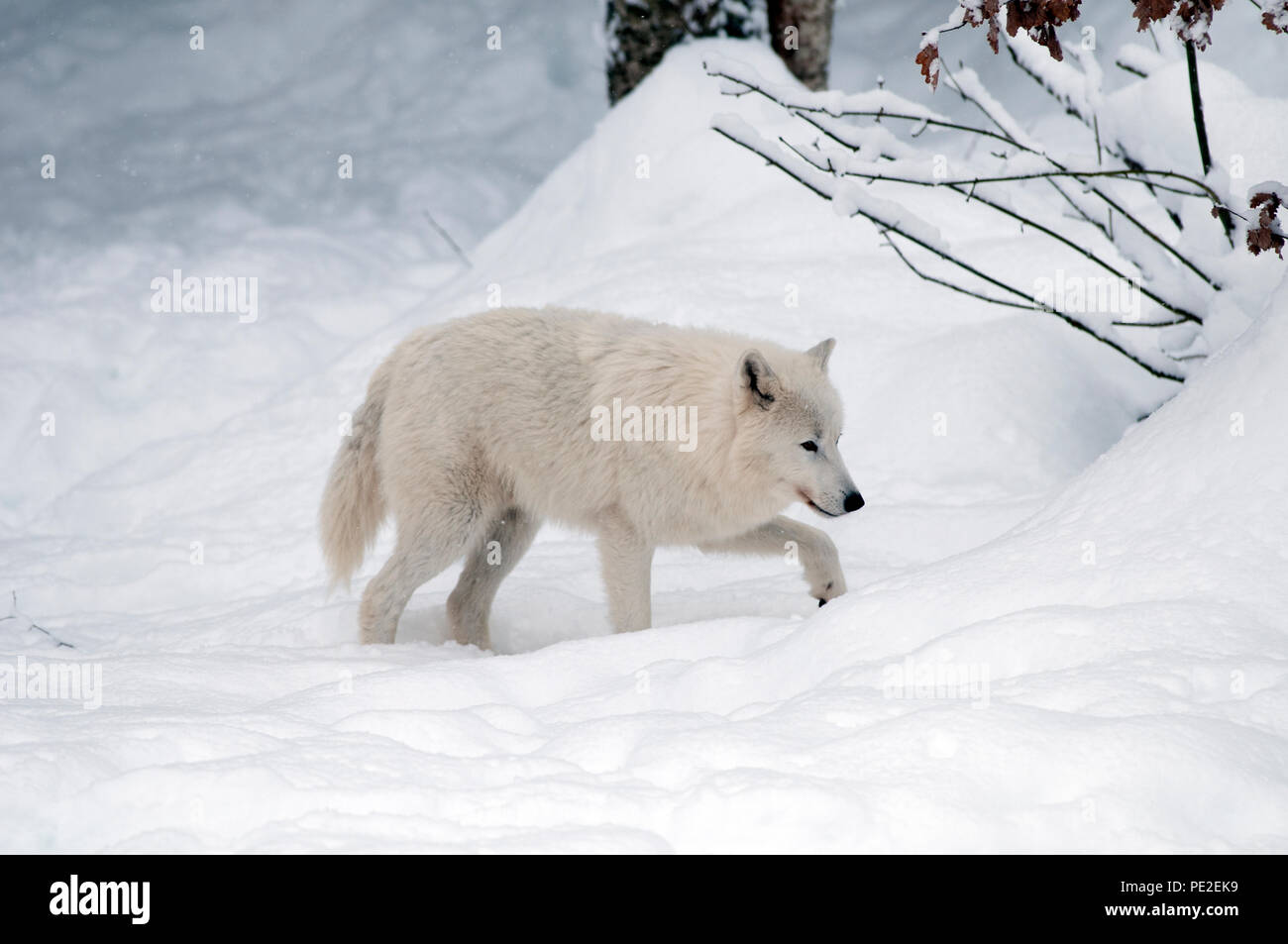 Arctic Wolf (Canis lupus arctos) in the snow Stock Photo - Alamy