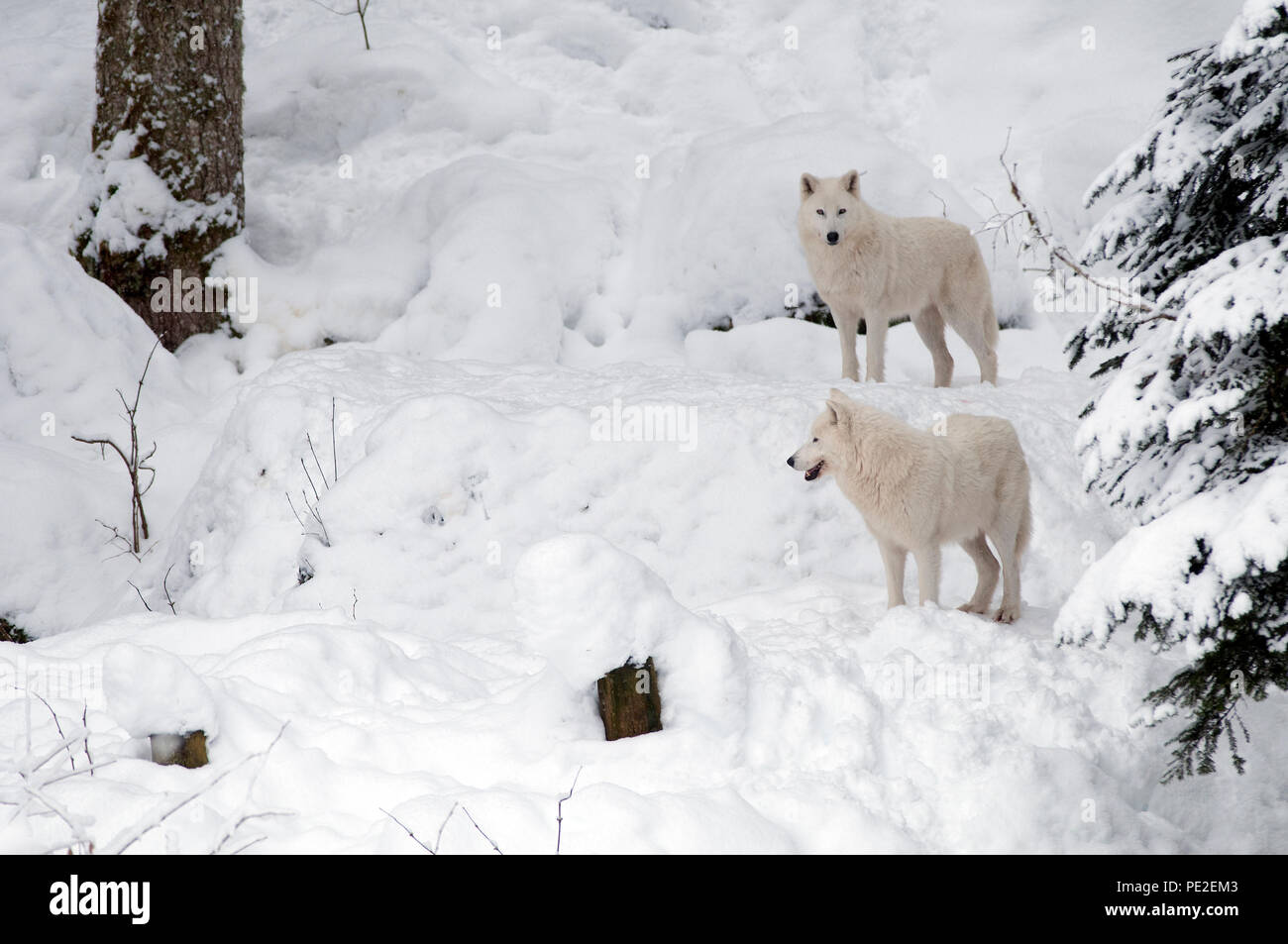 Arctic Wolf (Canis lupus arctos) in the snow Stock Photo - Alamy