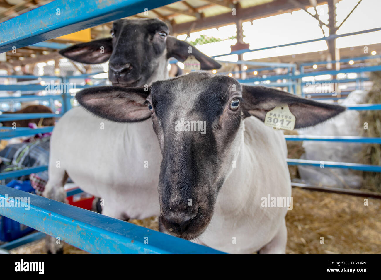 Sheep sticks head through pen at the county fair Stock Photo - Alamy