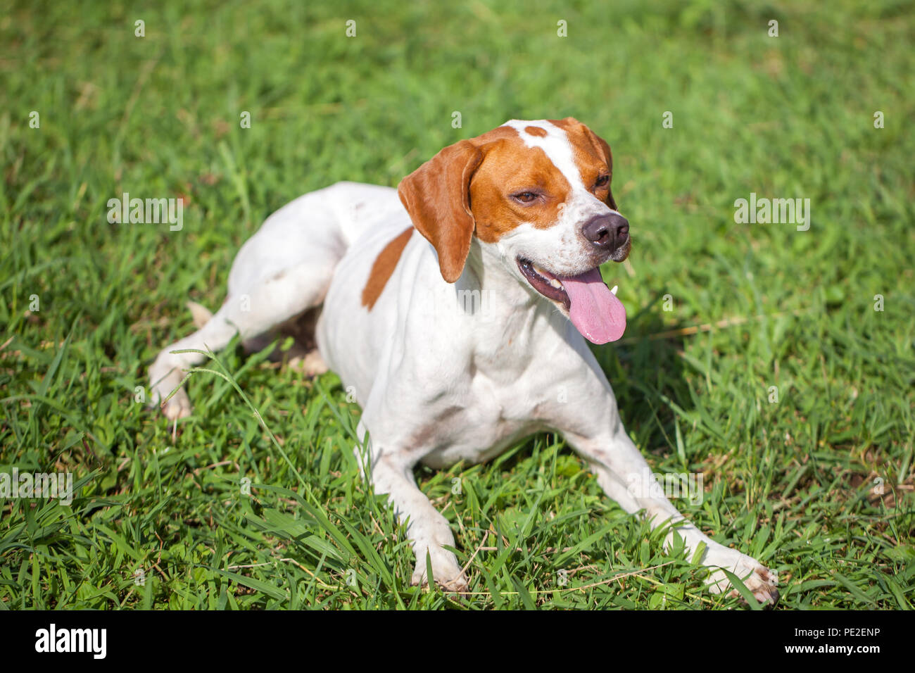 German shorthaired pointer spaniel hi-res stock photography and images ...