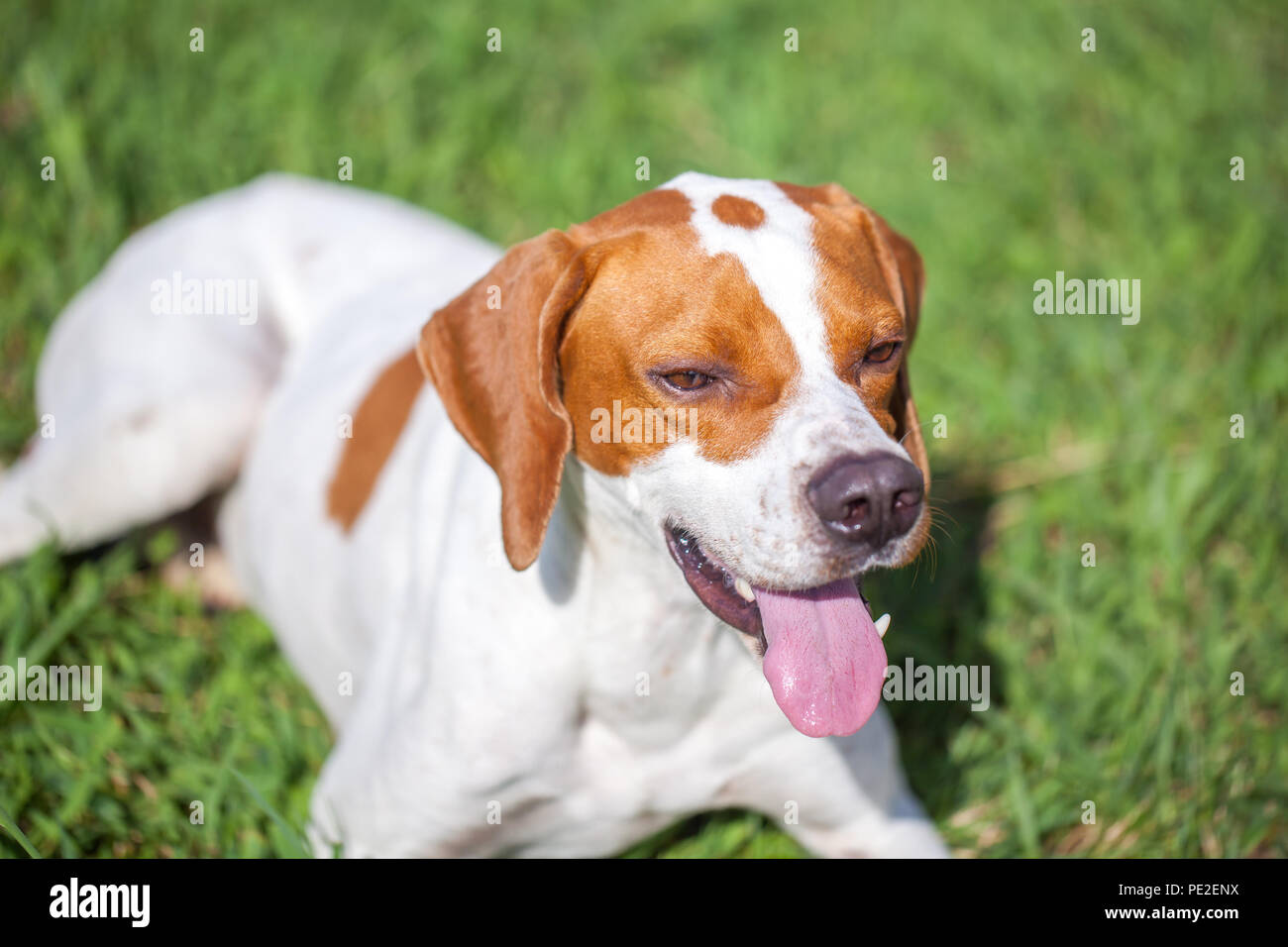 German shorthaired pointer spaniel hi-res stock photography and images ...