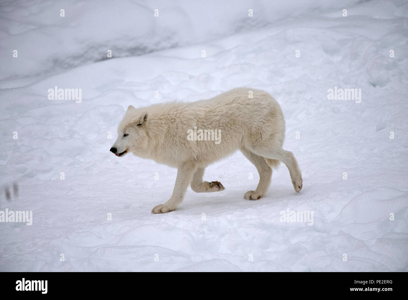 Arctic wolf in the snow (Canis lupus arctos Stock Photo - Alamy