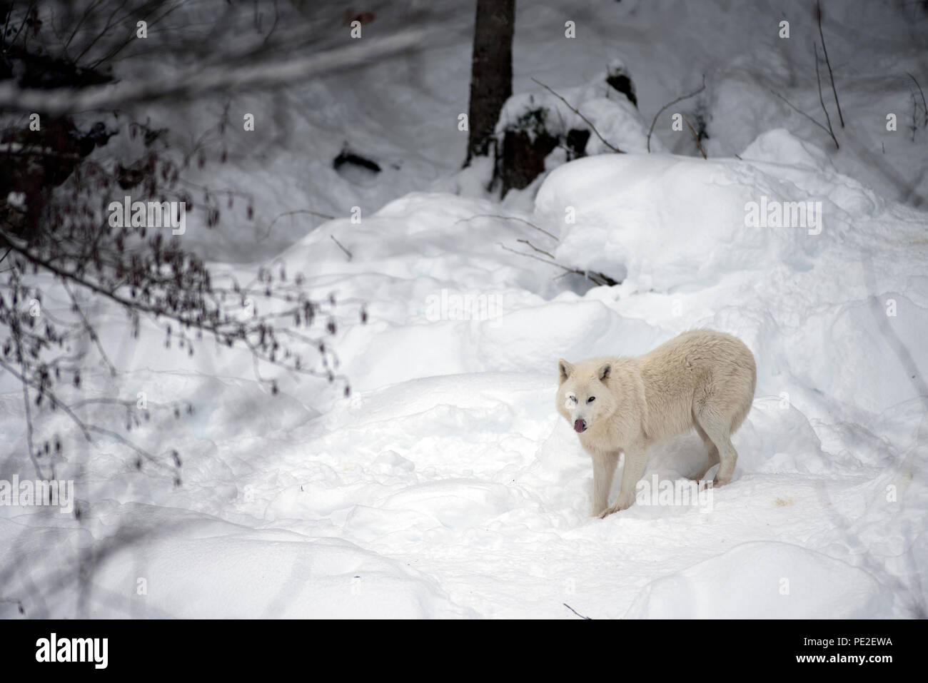 Arctic wolf in the snow (Canis lupus arctos Stock Photo - Alamy