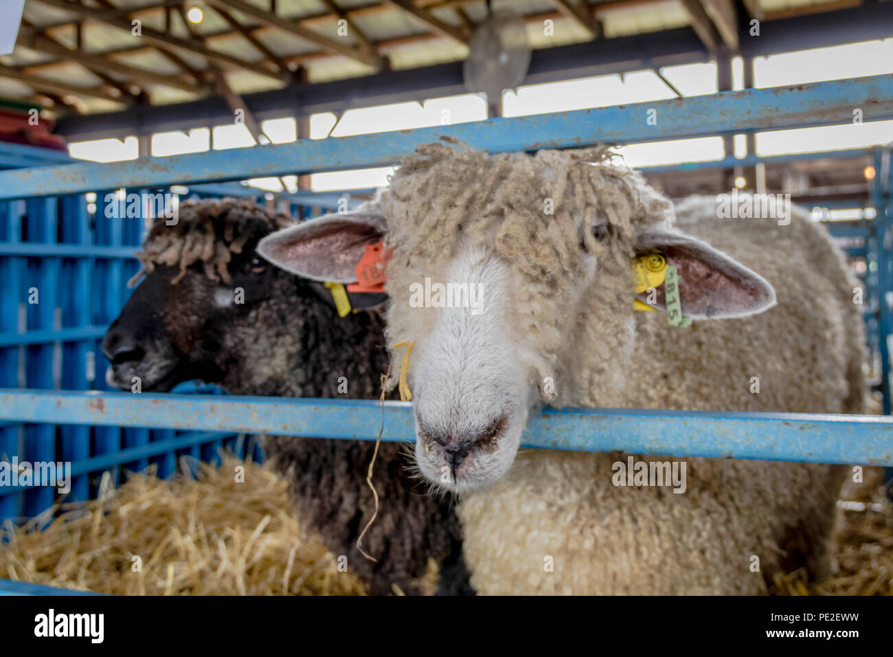 Sheep sticks head through pen at the county fair Stock Photo - Alamy