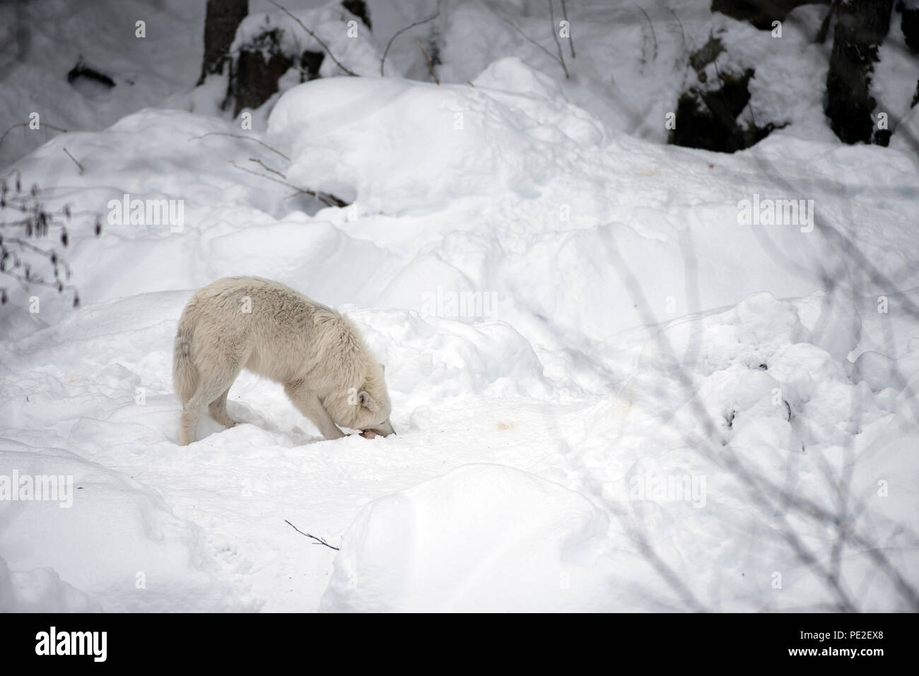 Arctic wolf eating hi-res stock photography and images - Alamy