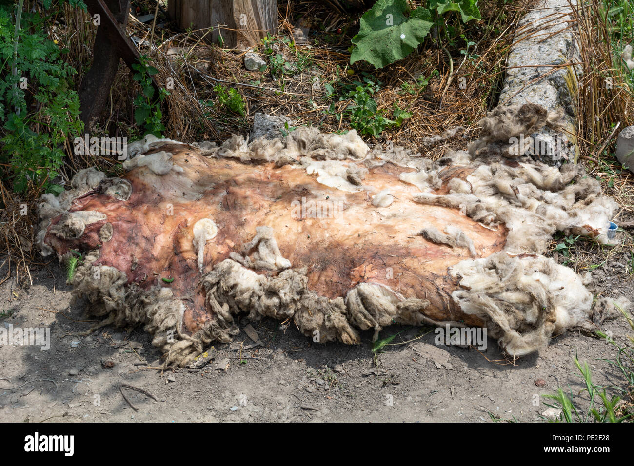 Sheep skin dries on the ground behind the backyard of a farmhouse Stock ...