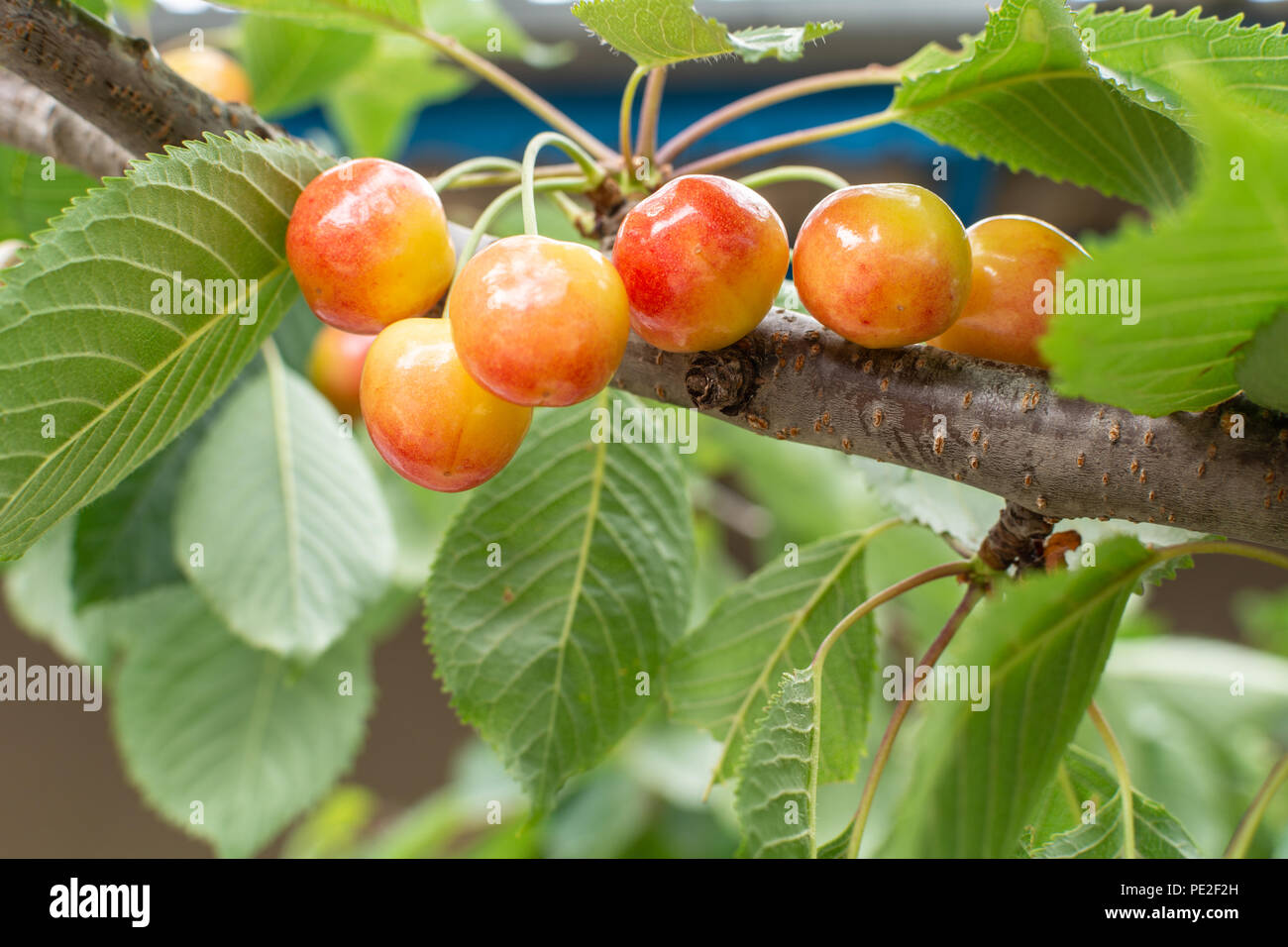 Rainier cherry tree hi res stock photography and images Alamy