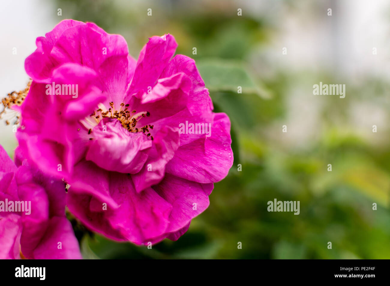 Peony budding hi-res stock photography and images - Alamy