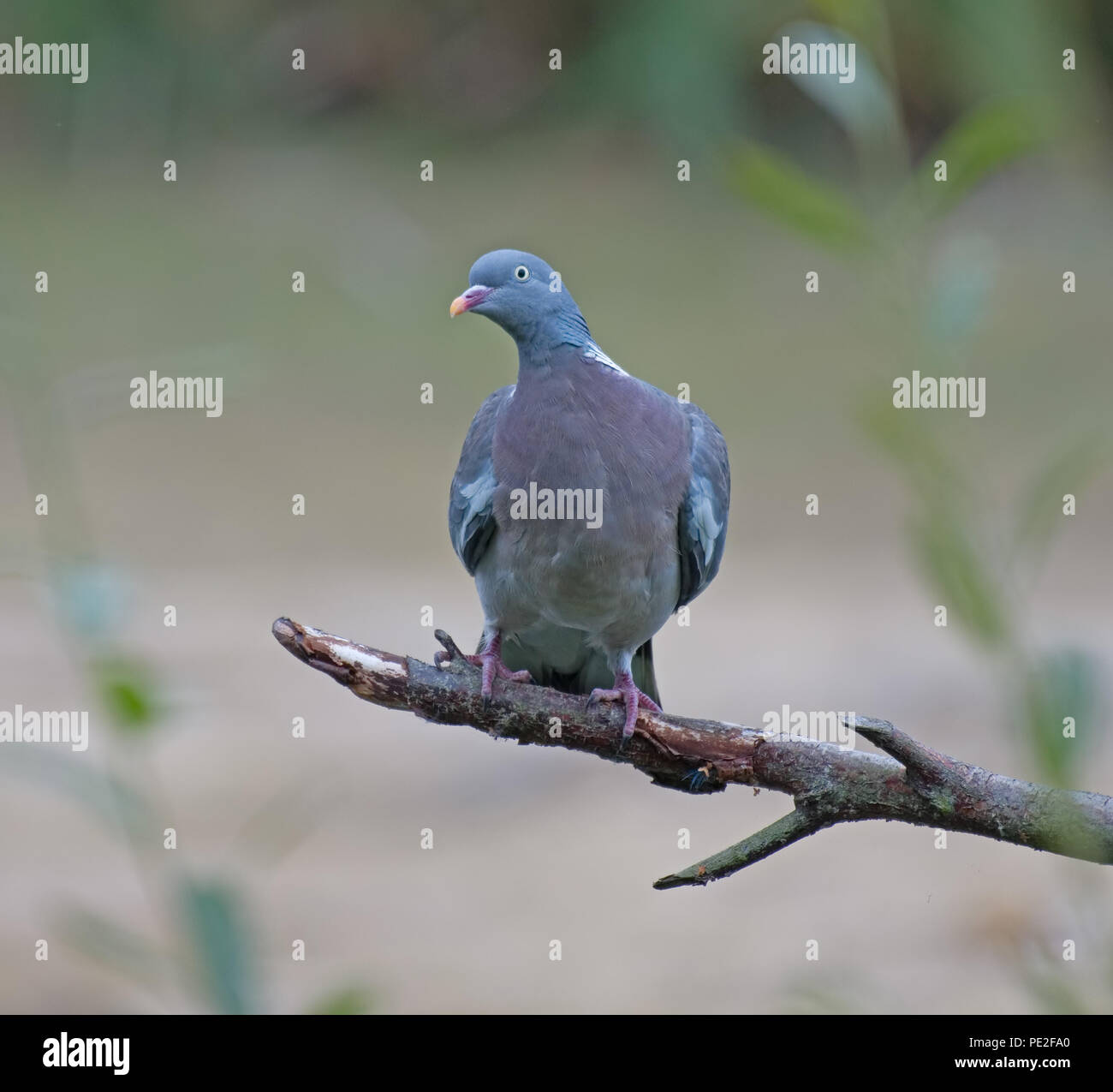 Pidgeon breed hi-res stock photography and images - Alamy