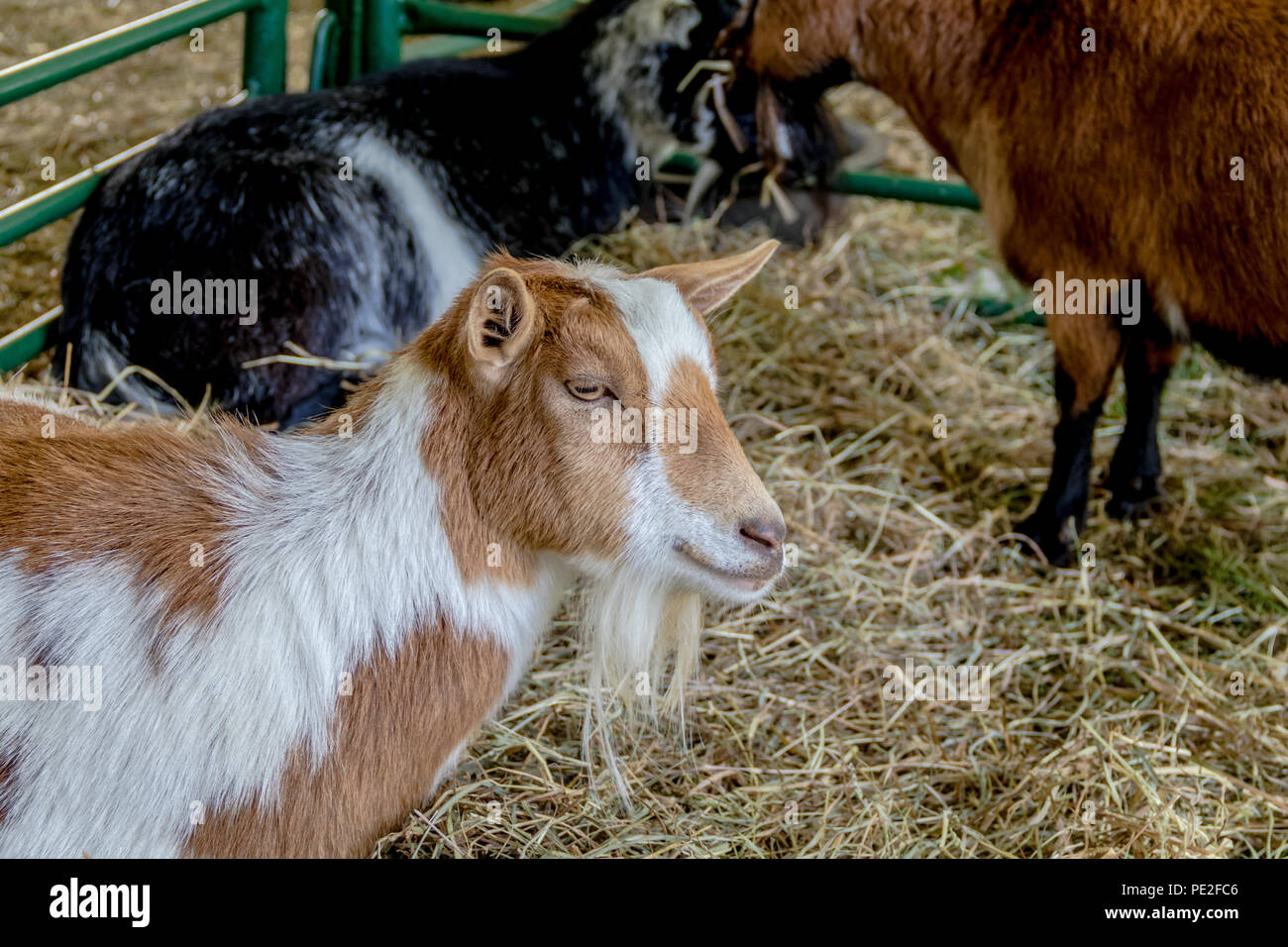 Goat in a pen at the agriculture section of the county fair Stock Photo ...