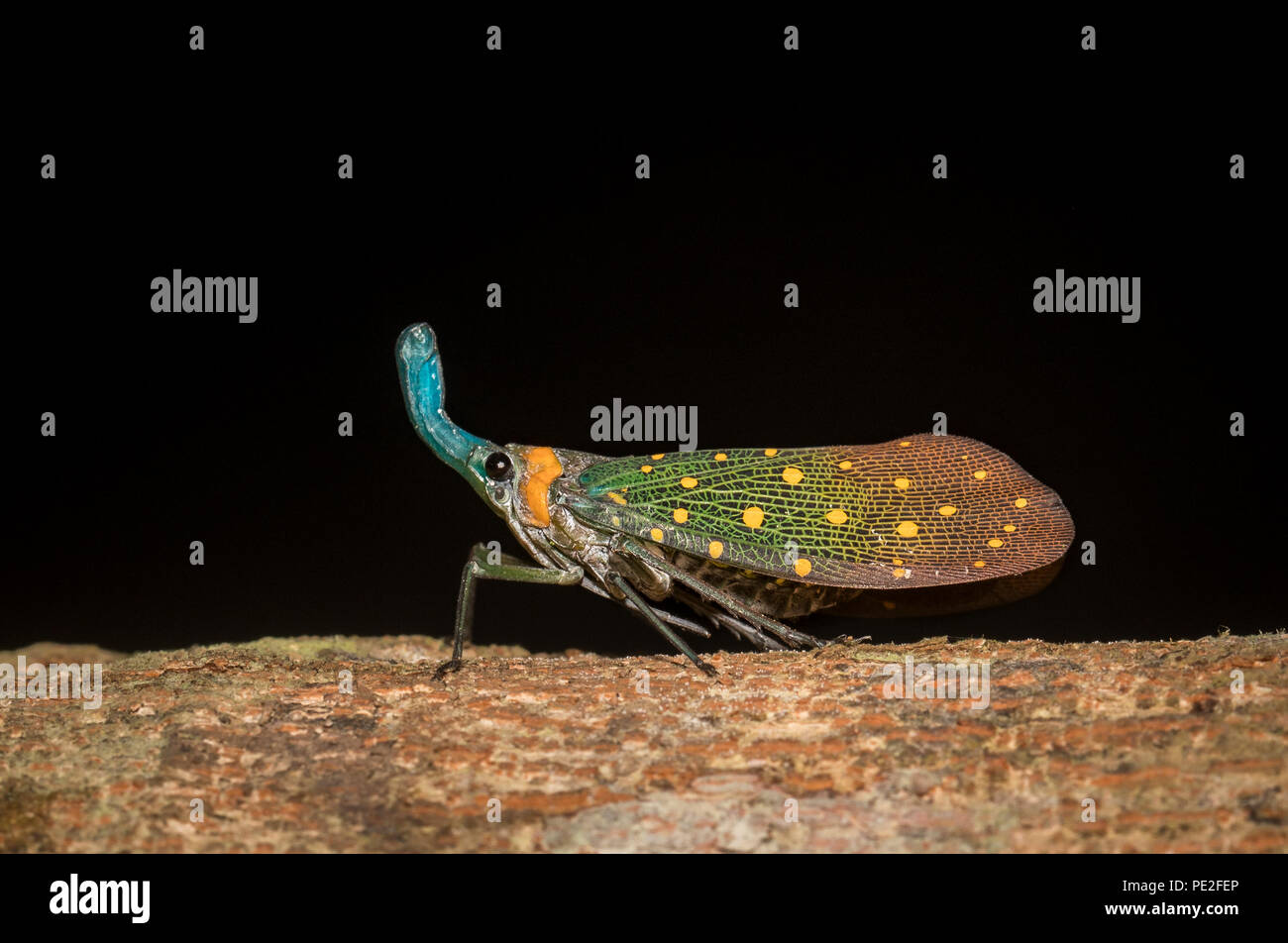 Emma rainbow hi-res stock photography and images - Alamy