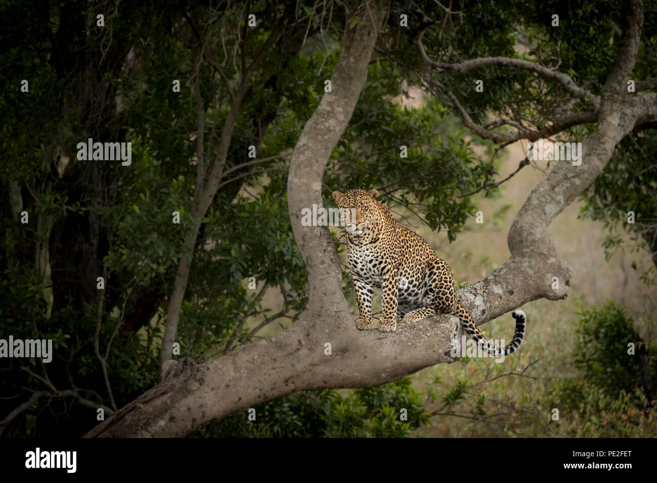 Leopard jumping tree hi-res stock photography and images - Alamy