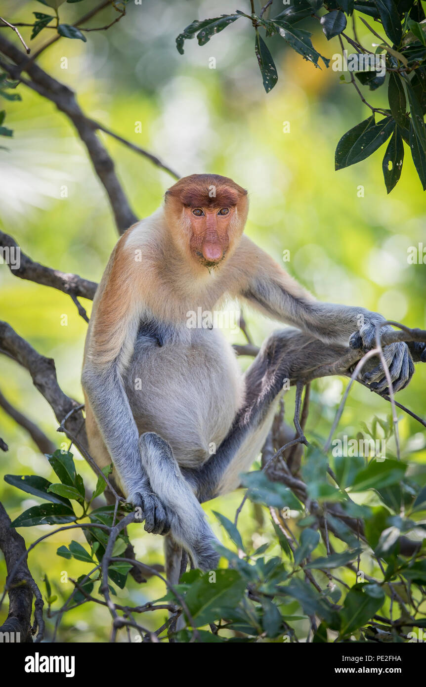 Female proboscis monkey sitting on a branch Stock Photo - Alamy