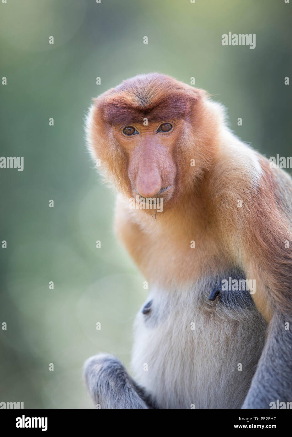 Borneo bug hi-res stock photography and images - Alamy