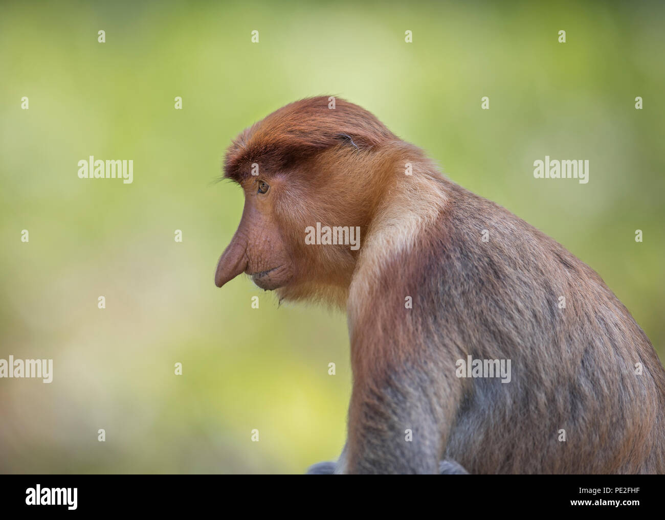 Side portrait of a proboscis monkey Stock Photo - Alamy