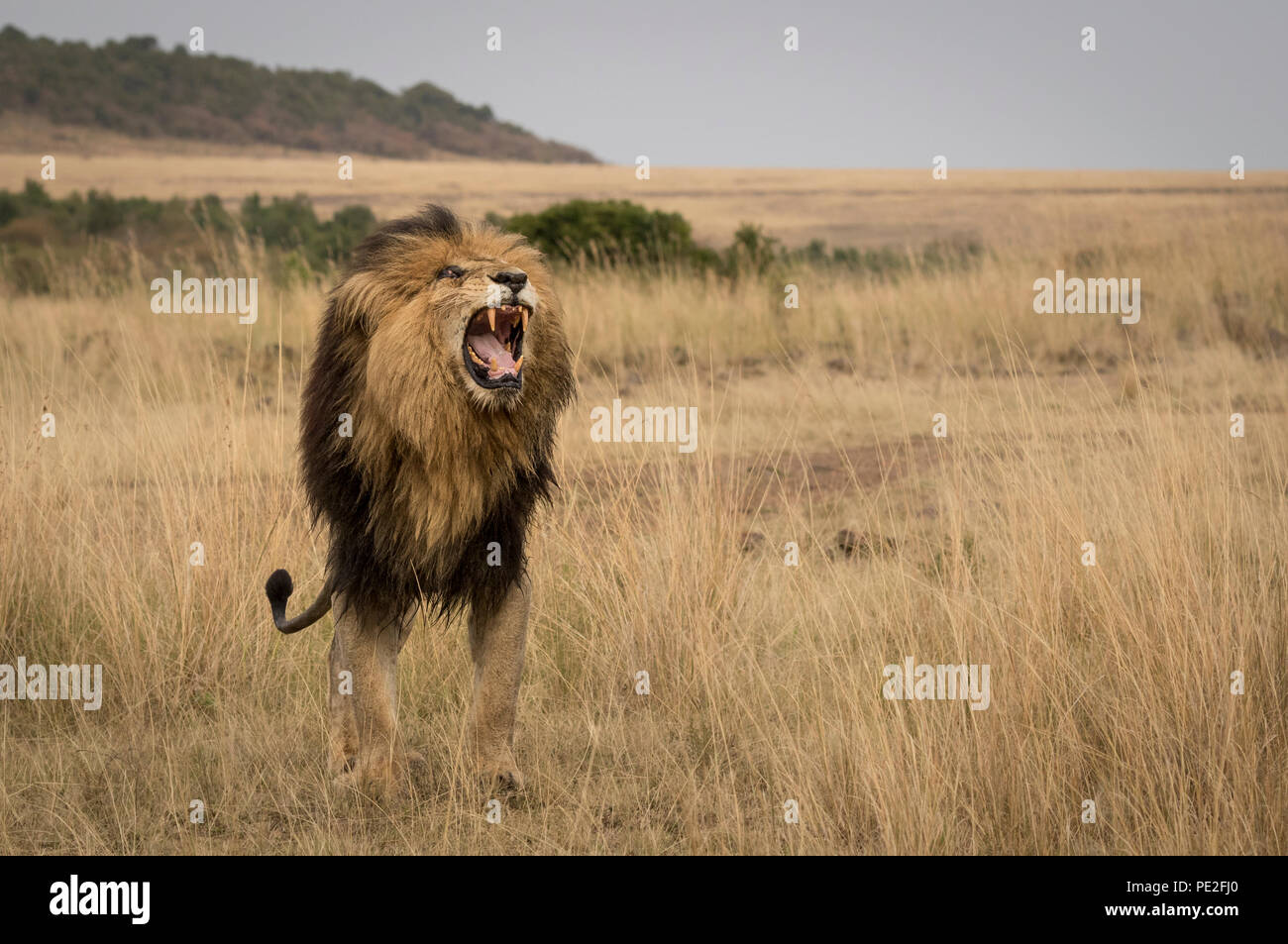 The infamous Scar in Kenya roaring as he smelled a female who had ...