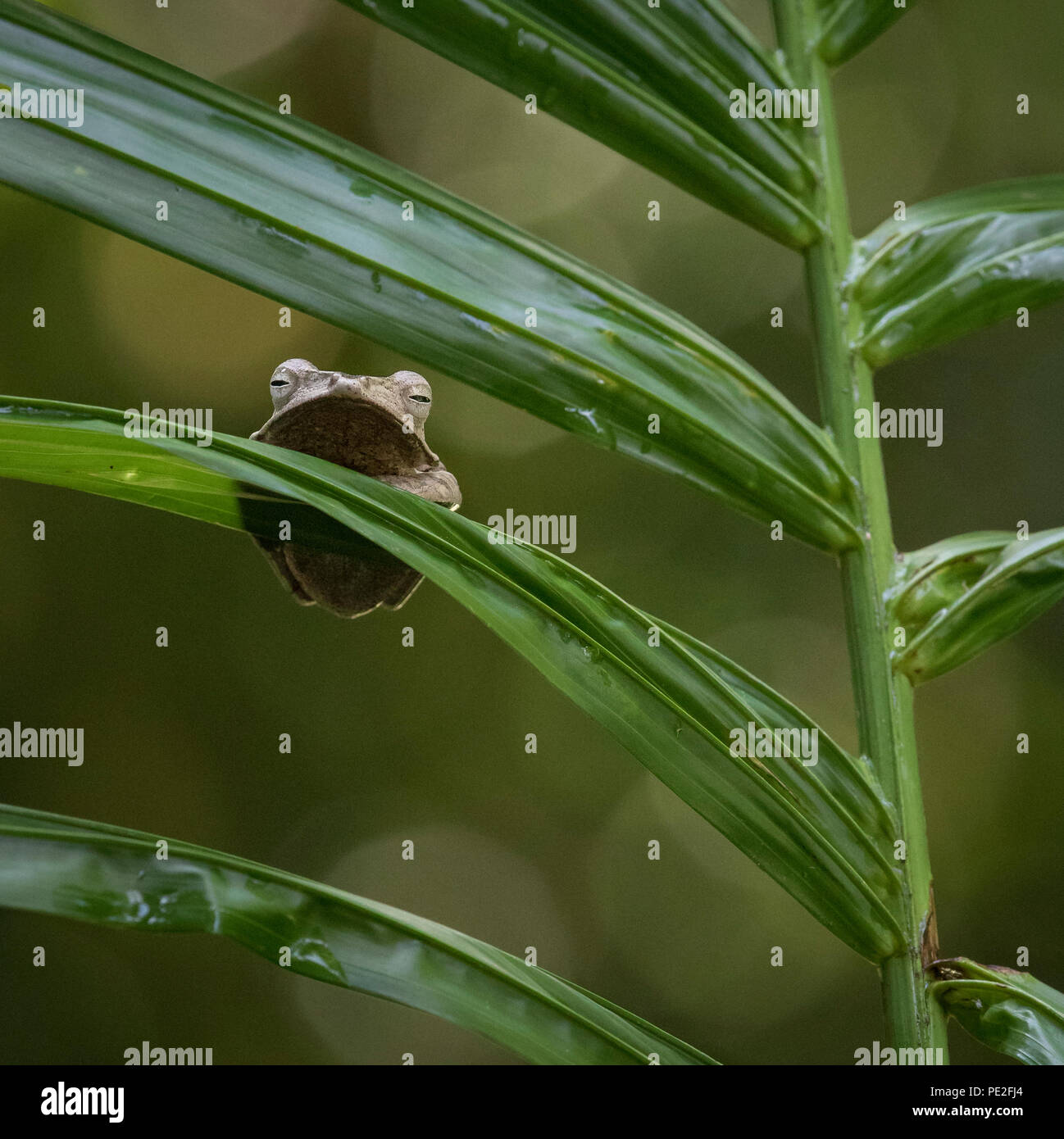 Frog sleeping on a leaf hi-res stock photography and images - Alamy