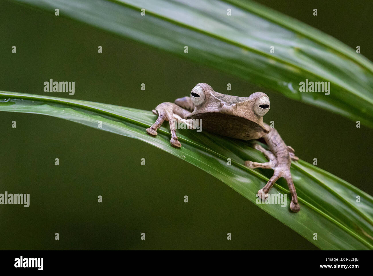 File eared tree frog on a leaf in Borneo Stock Photo - Alamy