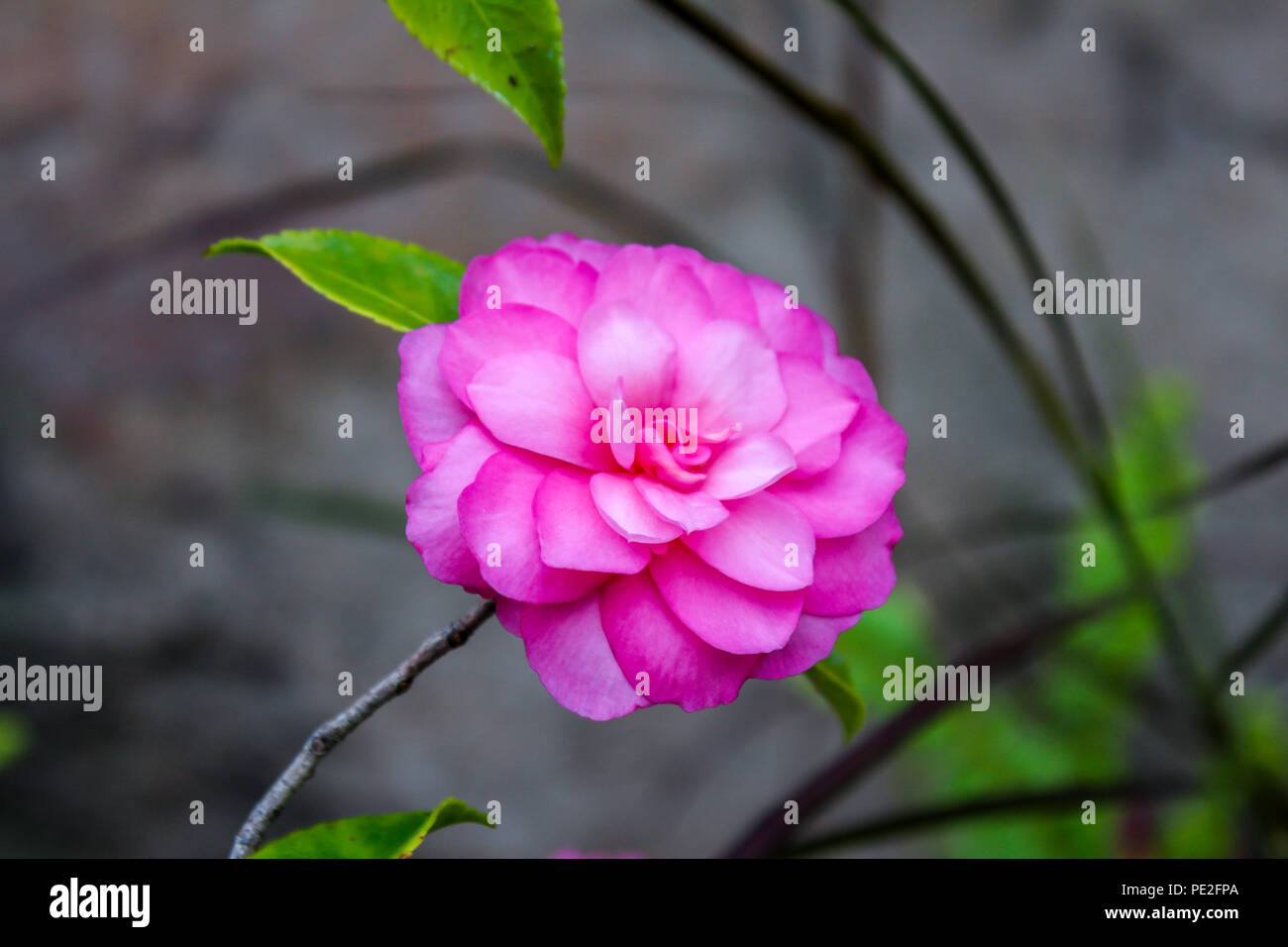 Layered petals hi-res stock photography and images - Alamy