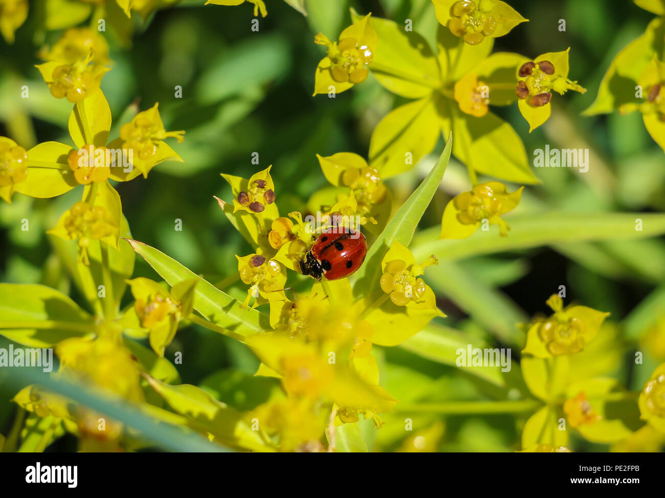 Big ladybug hi-res stock photography and images - Alamy