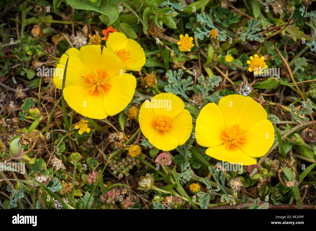 Poppy image picture hi-res stock photography and images - Alamy