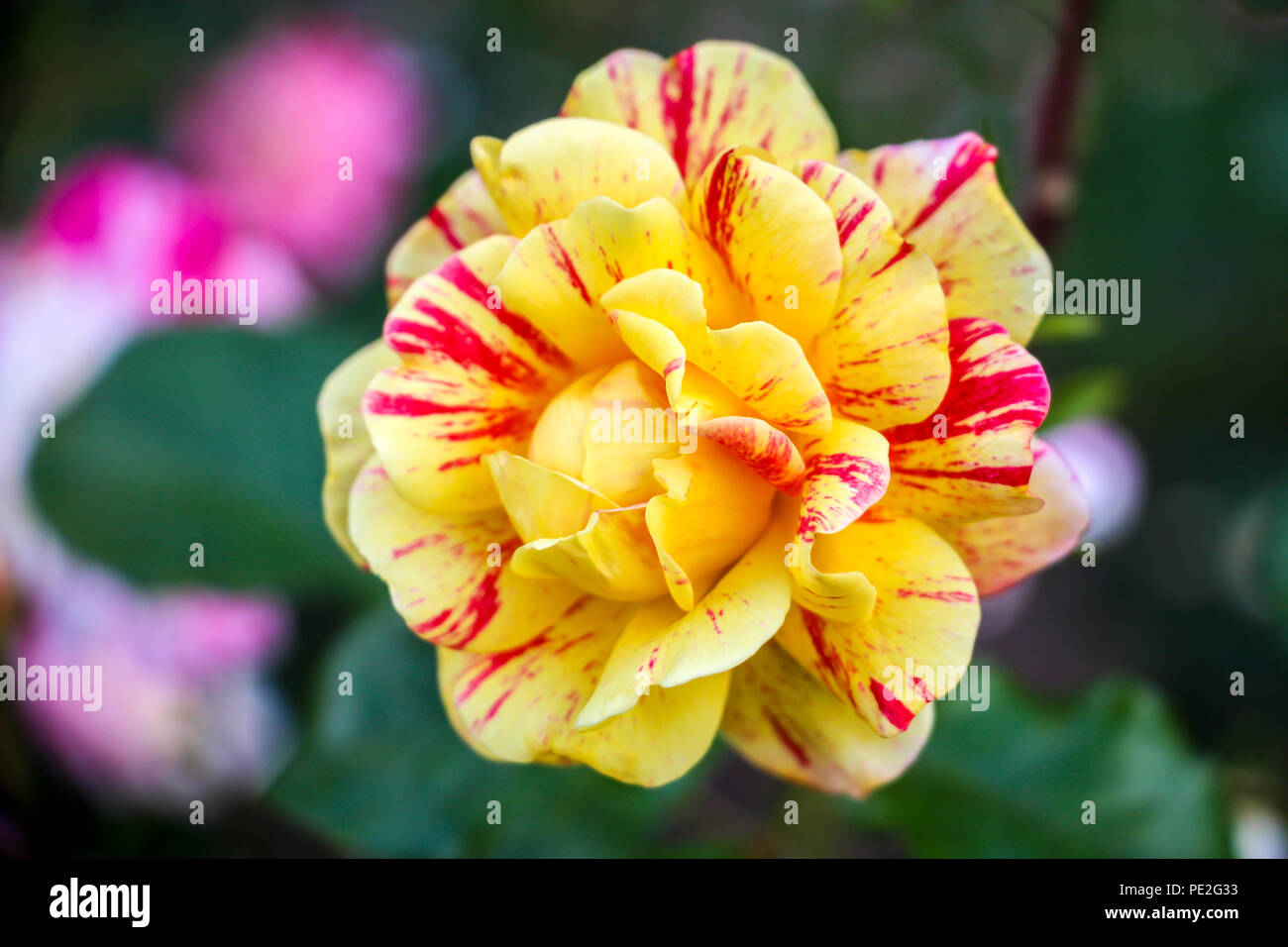 Yellow and Red mix color flower Stock Photo - Alamy