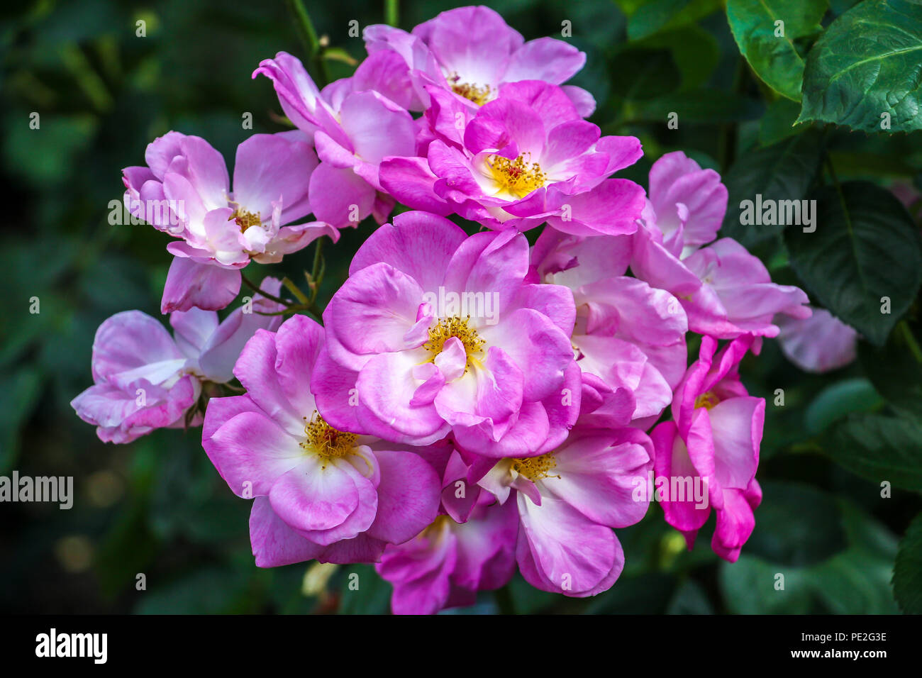 A bunch of beautiful pink flowers Stock Photo - Alamy
