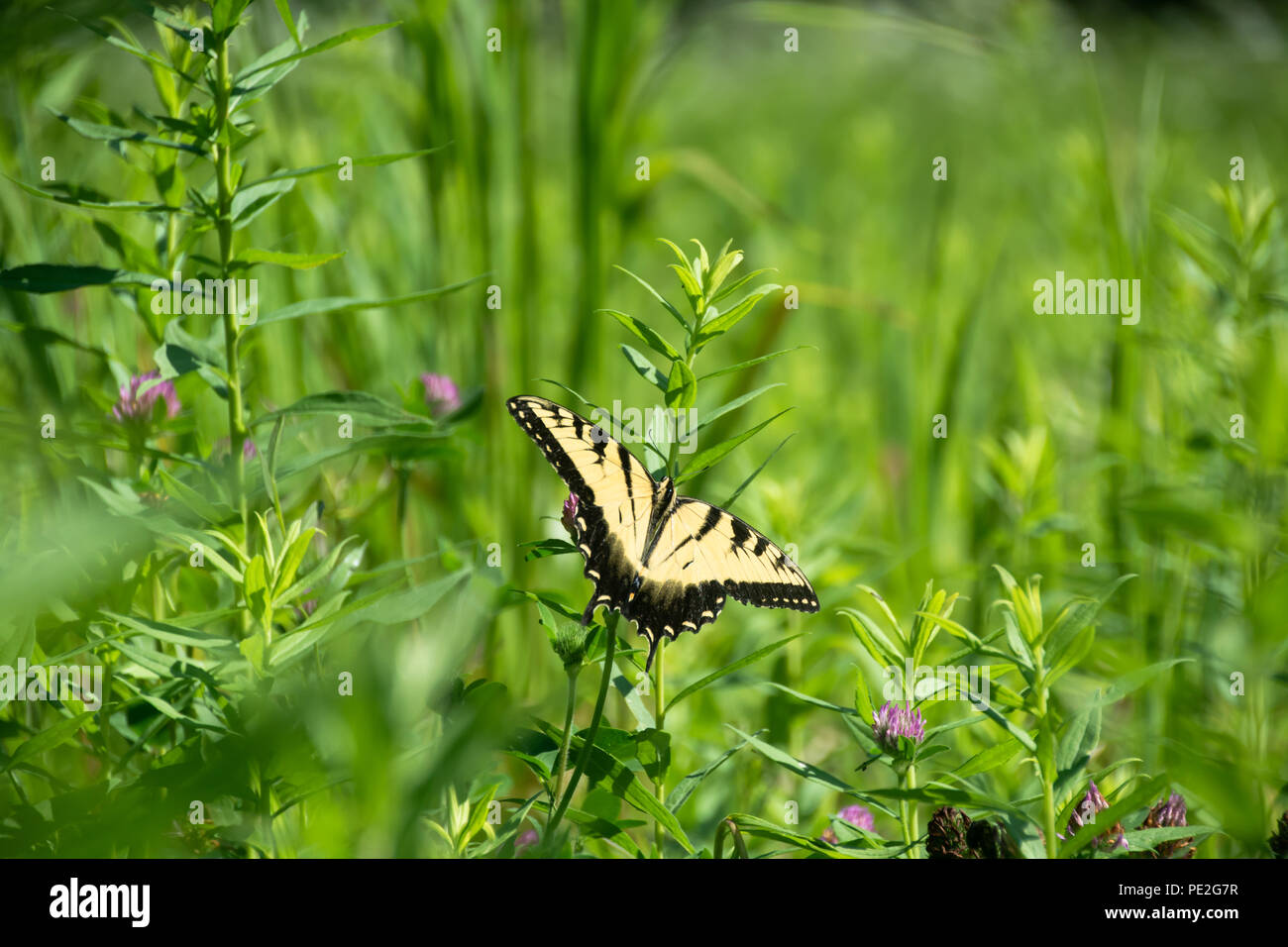 Swallowtail butterflies hi-res stock photography and images - Alamy