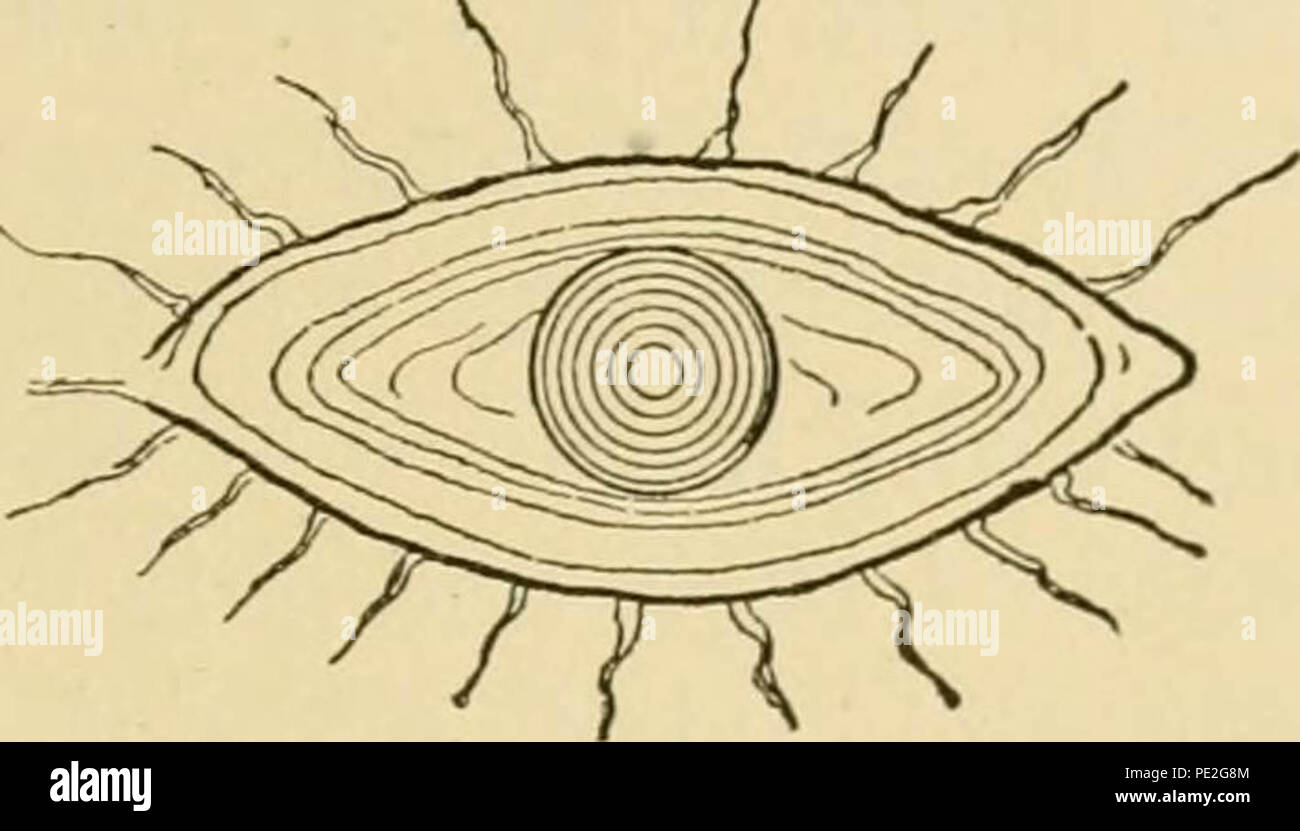 Phallic worship : an outline of the worship of the generative organs ...