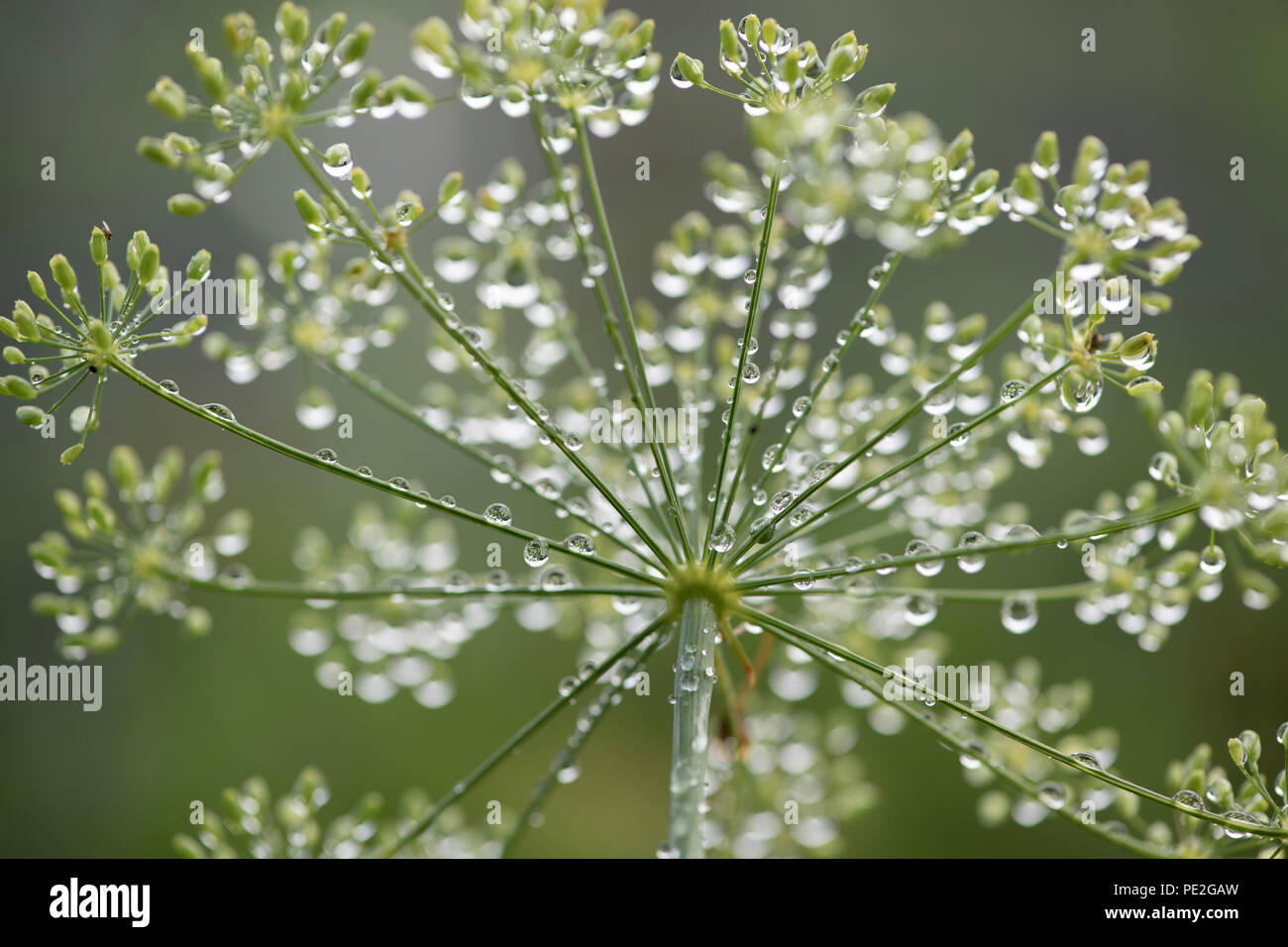 Rain drop on flower hi-res stock photography and images - Alamy