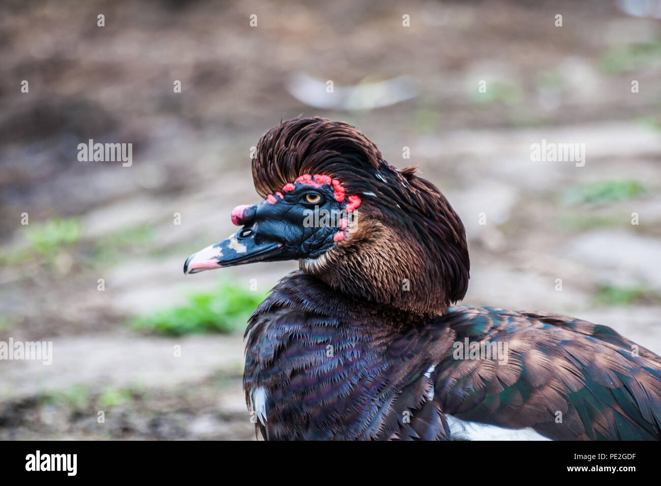 Ugly duck hi-res stock photography and images - Alamy