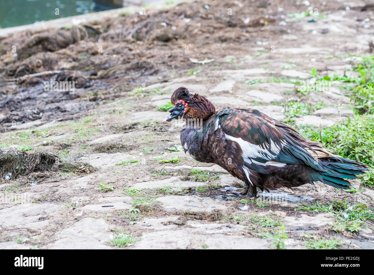 Ugly duck hi-res stock photography and images - Alamy