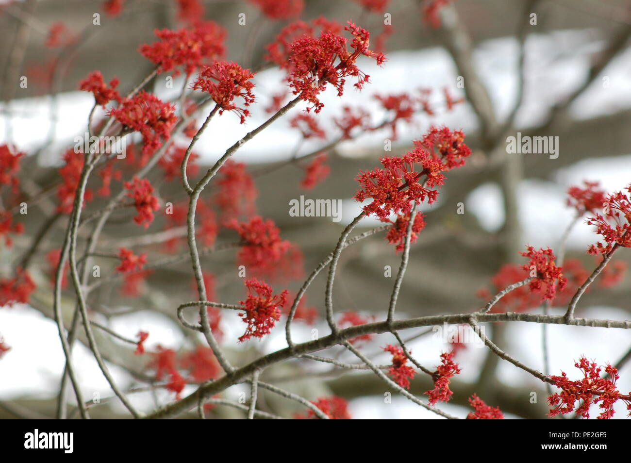Tree budding at the beginning of spring Stock Photo - Alamy