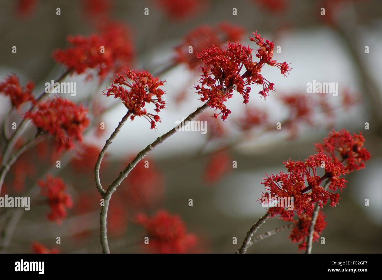 Tree budding at the beginning of Spring Stock Photo - Alamy