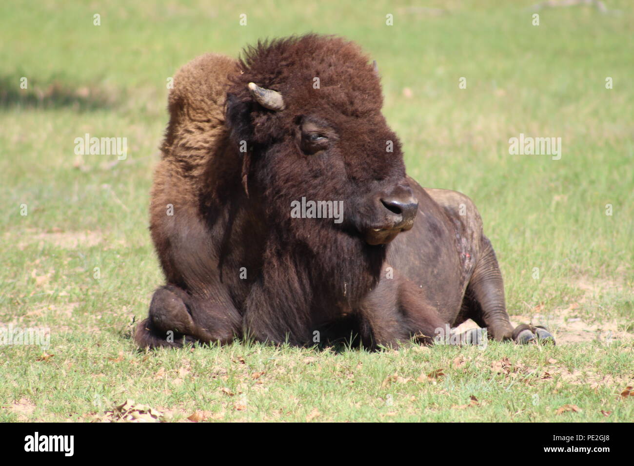 American bison laying in lush green meadow Stock Photo - Alamy