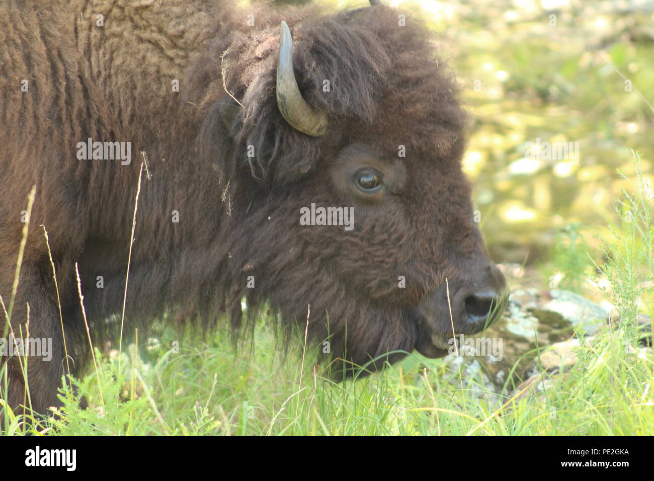 Close-up of american bison head Stock Photo - Alamy