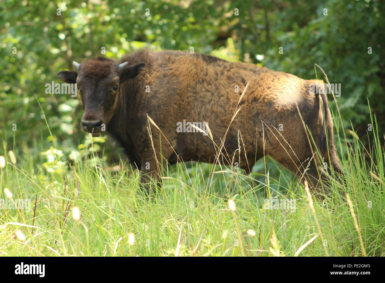 American animal mammal fur hi-res stock photography and images - Alamy