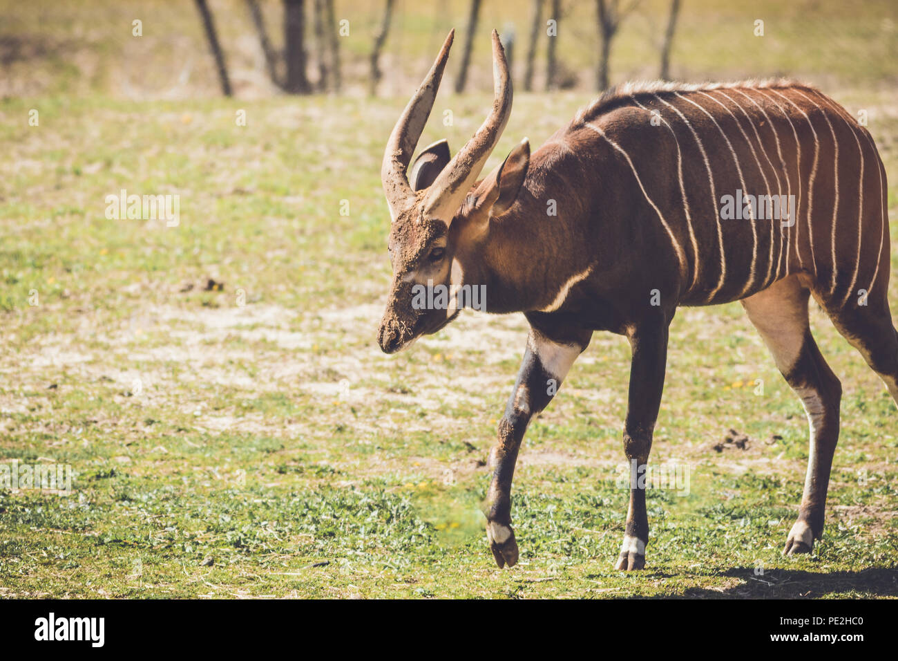 African bongo hi-res stock photography and images - Alamy