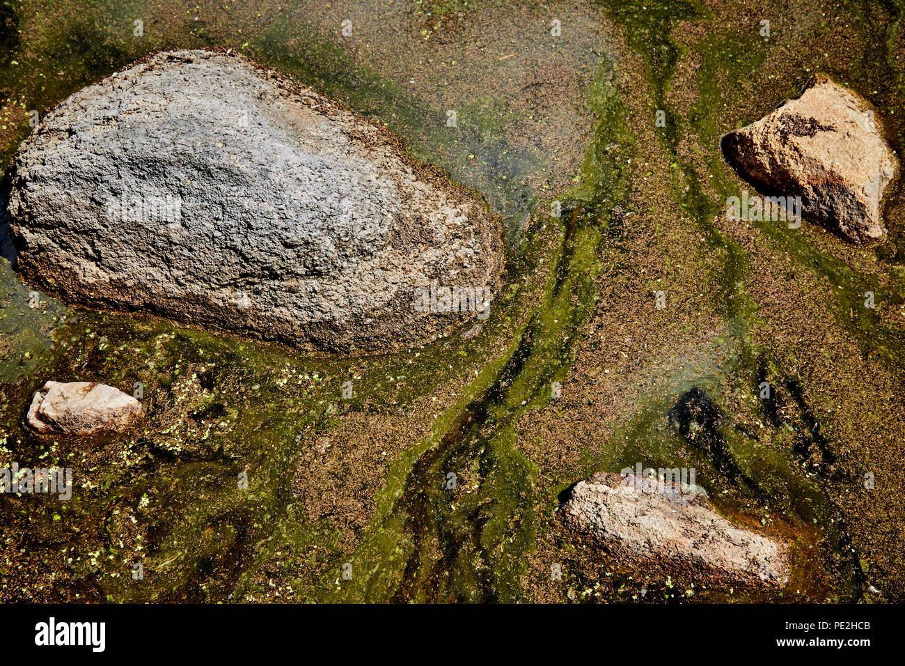 Algae growing in a lake around rocks Stock Photo - Alamy