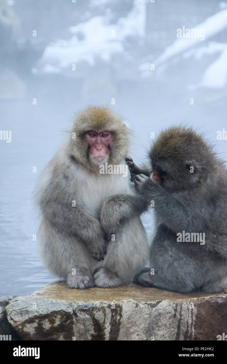 Two grooming snow monkeys sitting at the edge of an onsen (hotspring ...