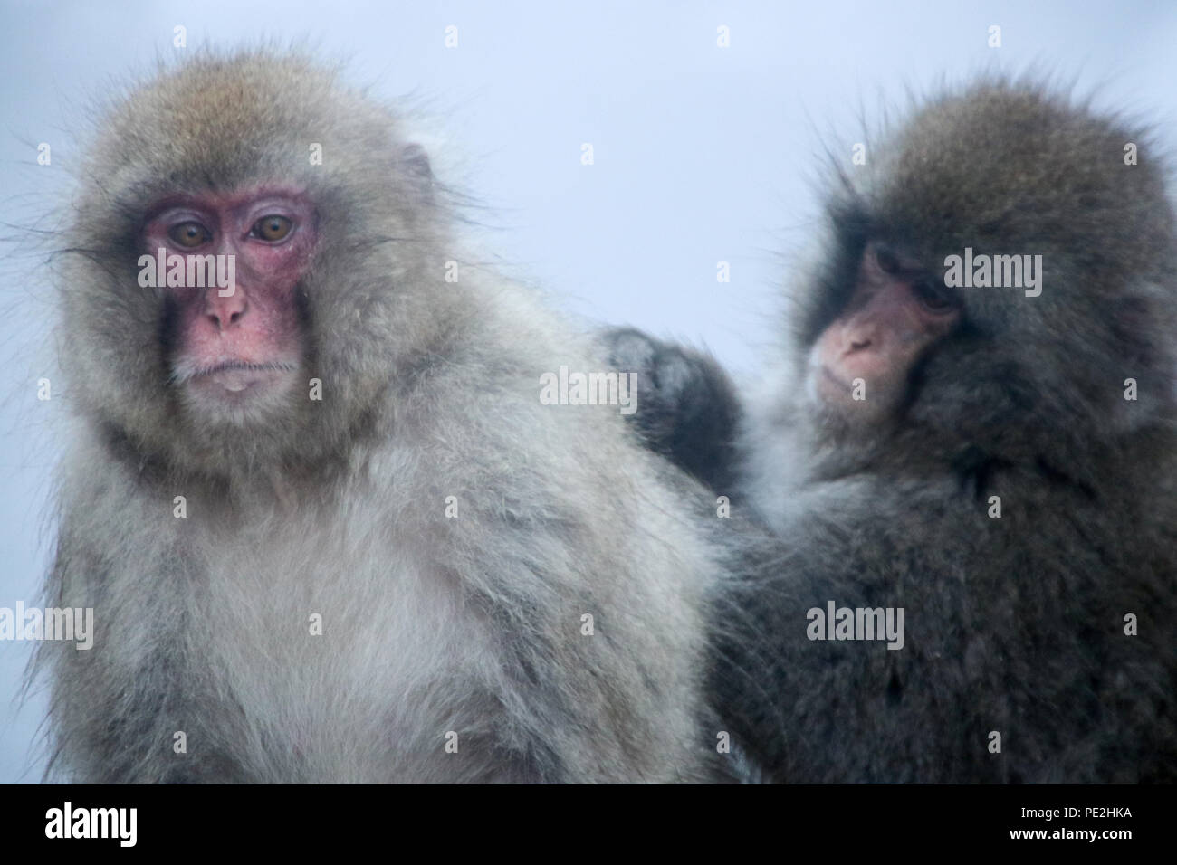 Two grooming snow monkeys sitting at the edge of an onsen (hotspring ...