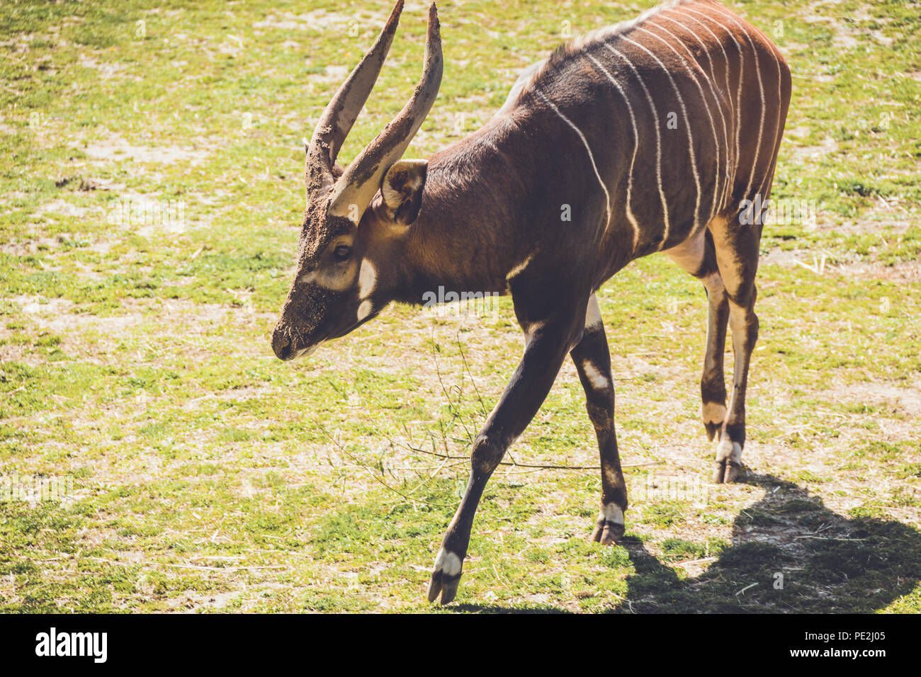 African Bongo (Tragelaphus eurycerus) walks along quietly on sandy ...