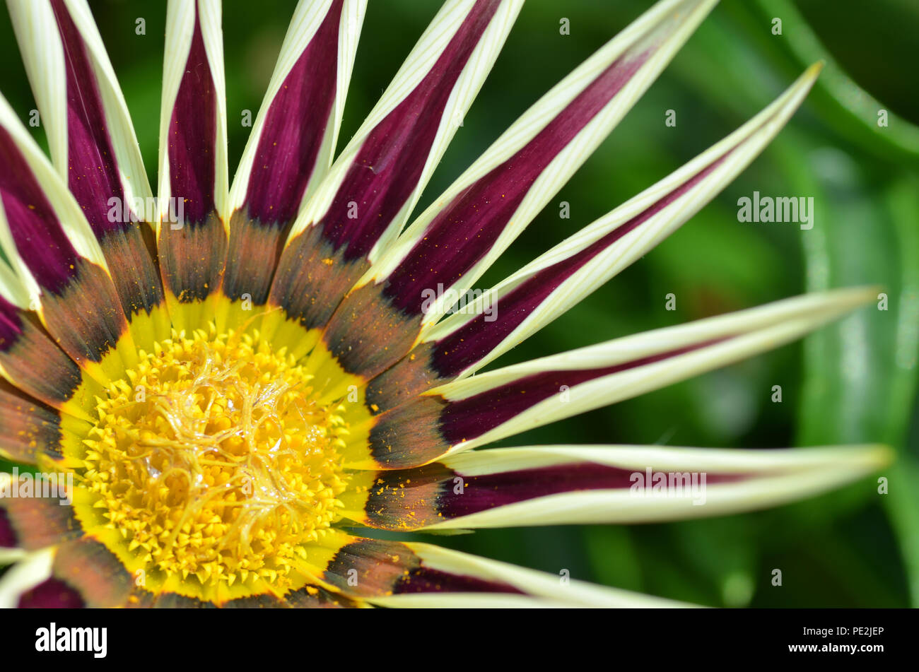 Beautiful yellow-purple gazania flowers blooming in Gardens by the Bay ...