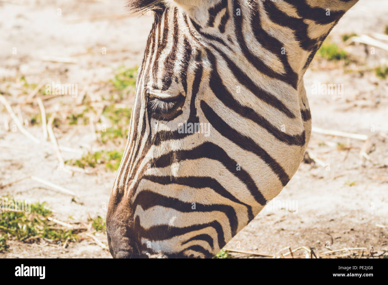 Individual fur pattern hi-res stock photography and images - Alamy