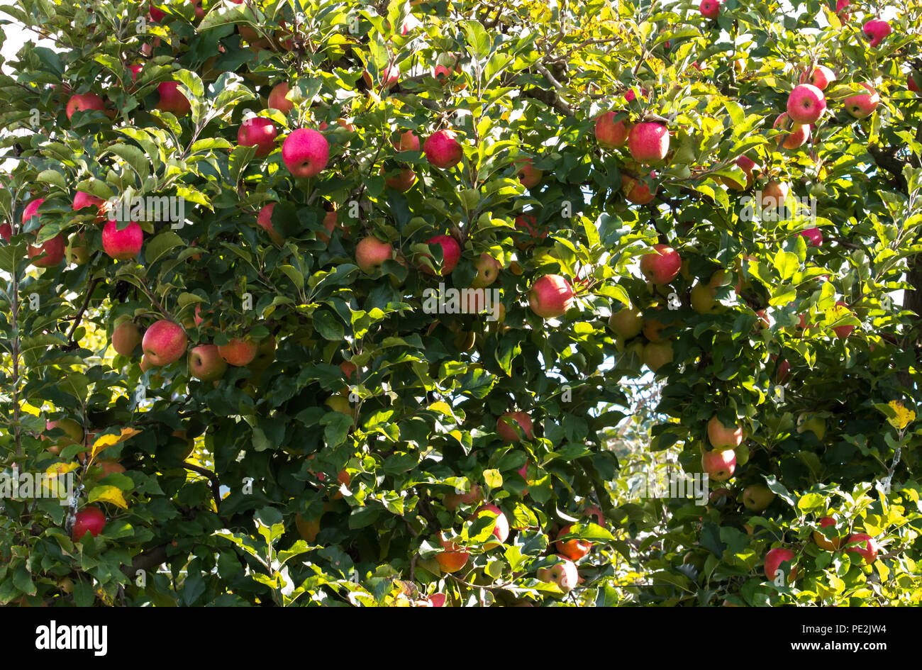 Apple tree overflowing with ripening red fruit in farm orchard Stock ...