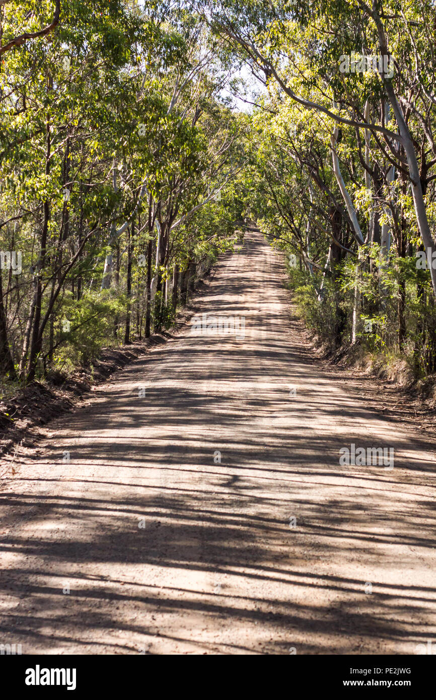 Tree lined Australian country rural dirt road surrounded by eucalyptus ...