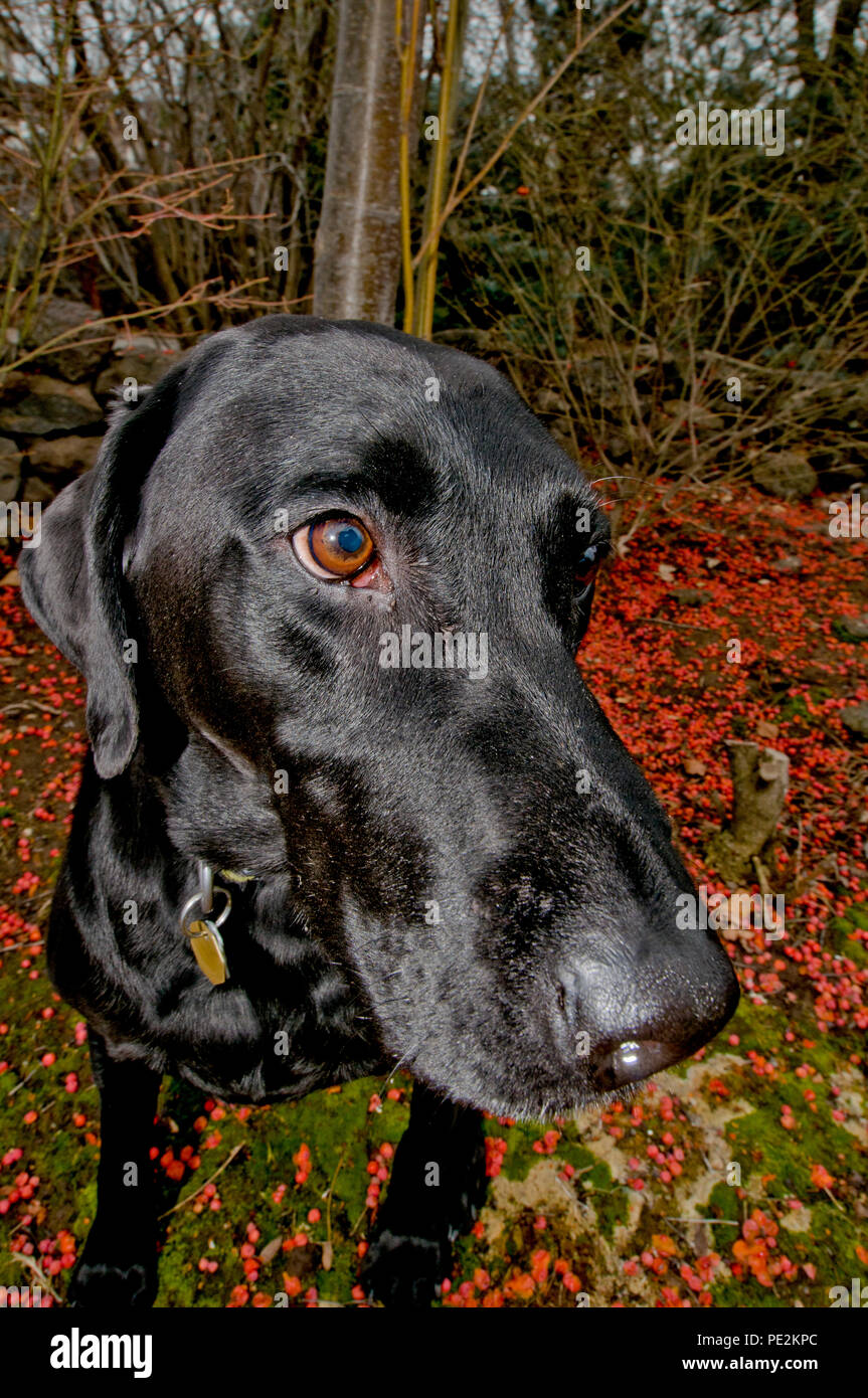 Funny Black Labrador High Resolution Stock Photography and Images - Alamy