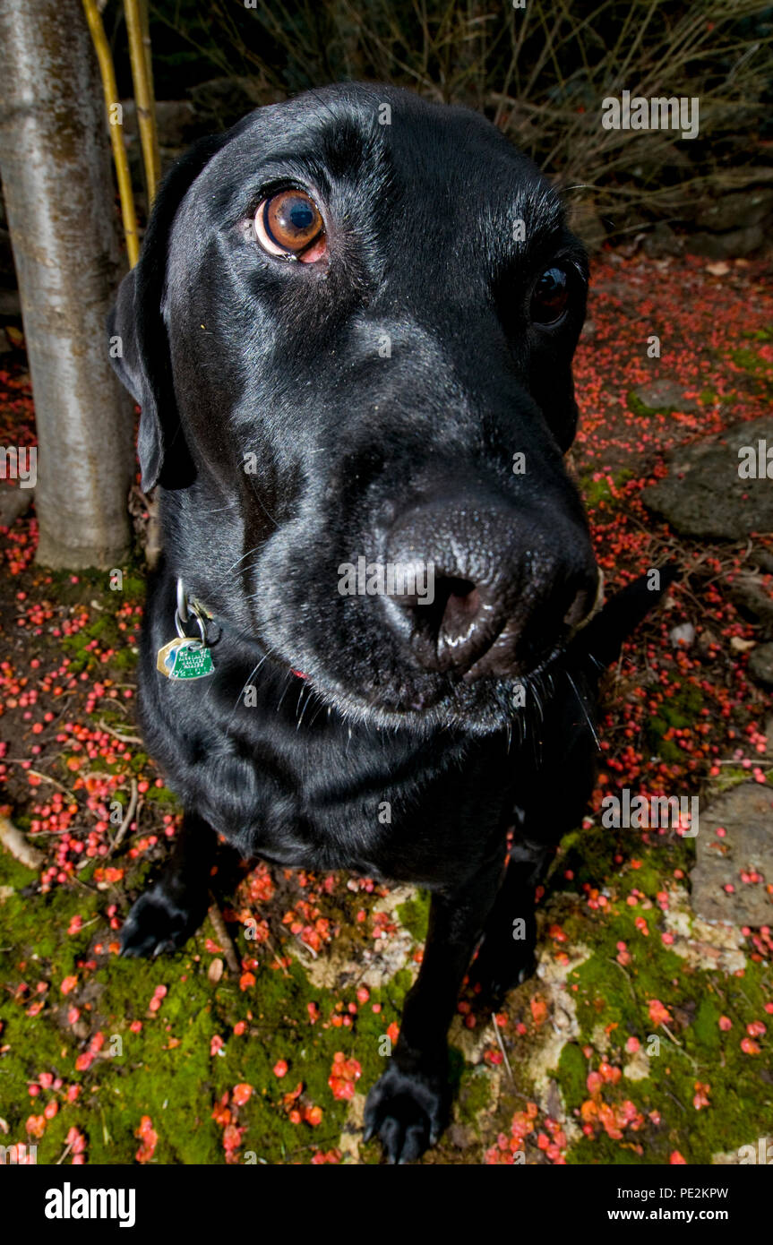 Black Labrador retriever portrait Stock Photo - Alamy