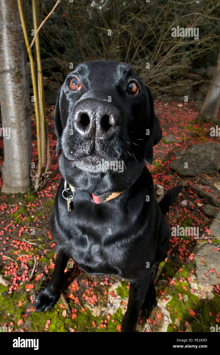 Funny lab hi-res stock photography and images - Alamy